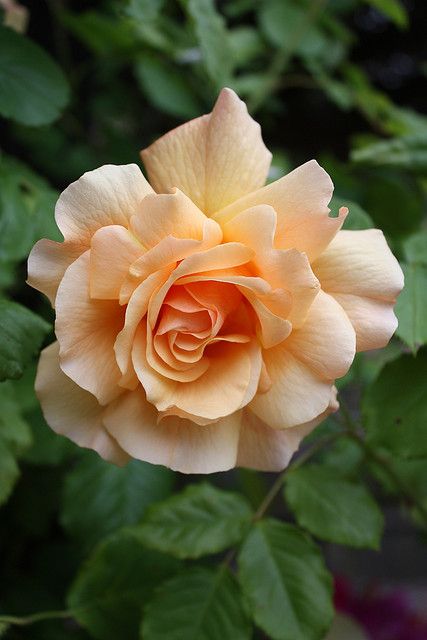 flores con frases y mas: ROSAS COLOR DURAZNO