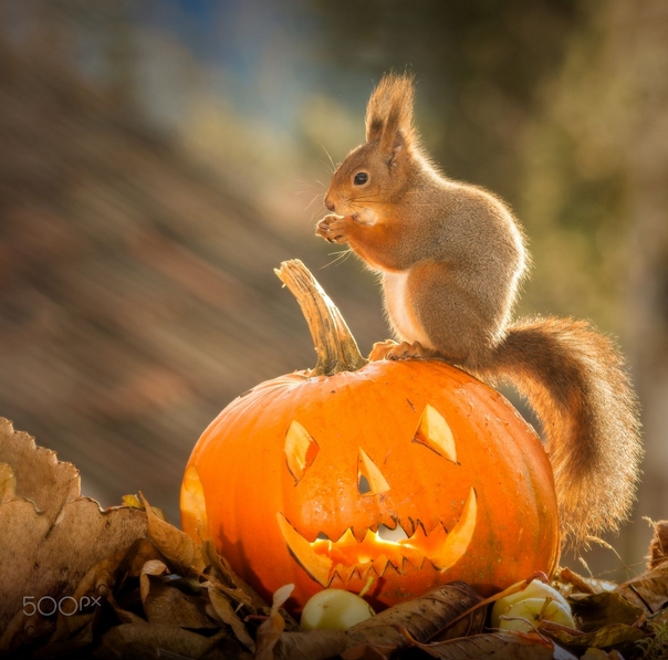 White Wolf : These squirrels are so excited for Autumn and Pumpkins