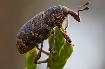 Espacio en blanco: Dan T - Frijol con gorgojo