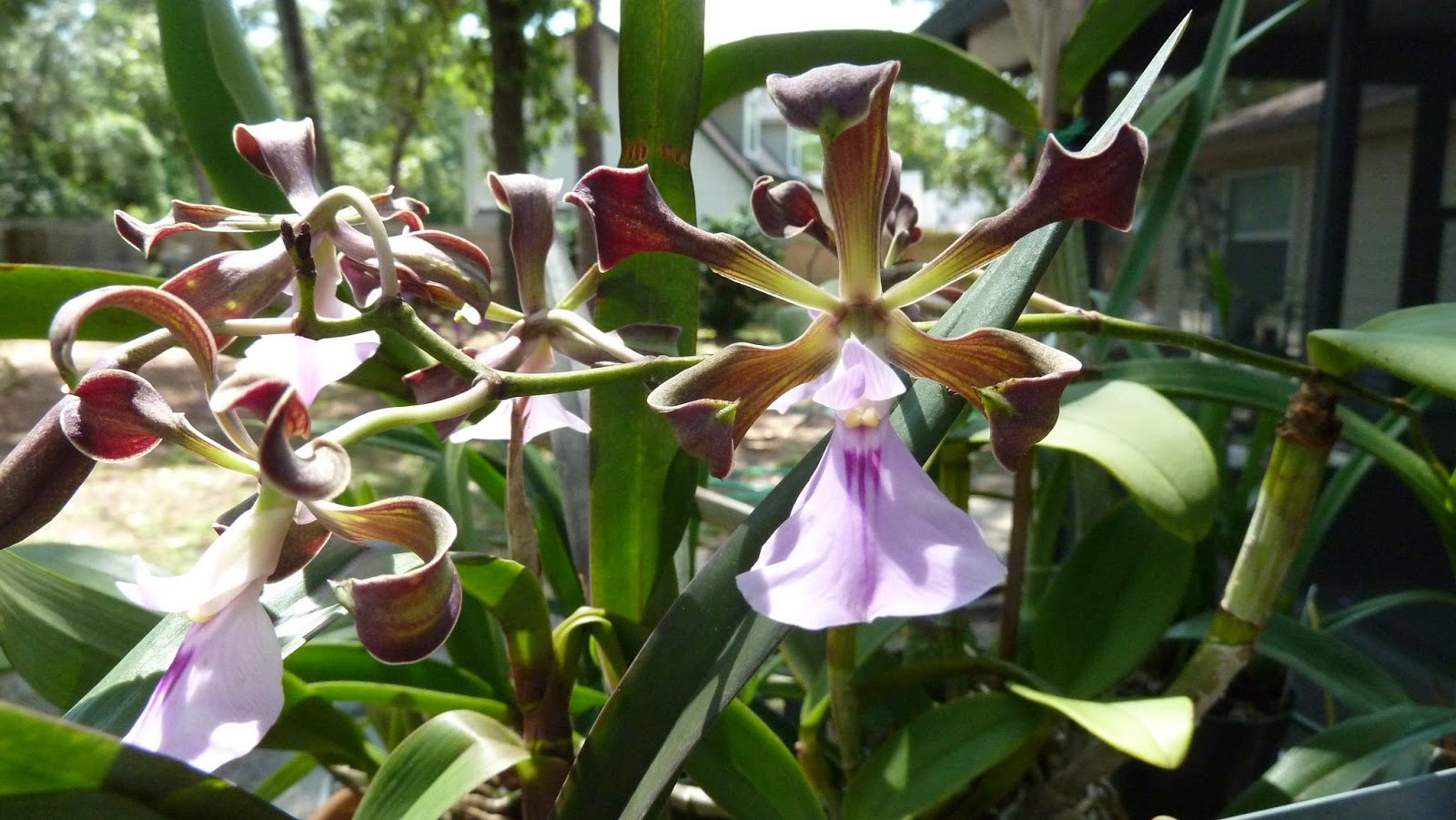 Hooray! Plants!: Encyclia Care & Some Blooming Encyclia Pictures