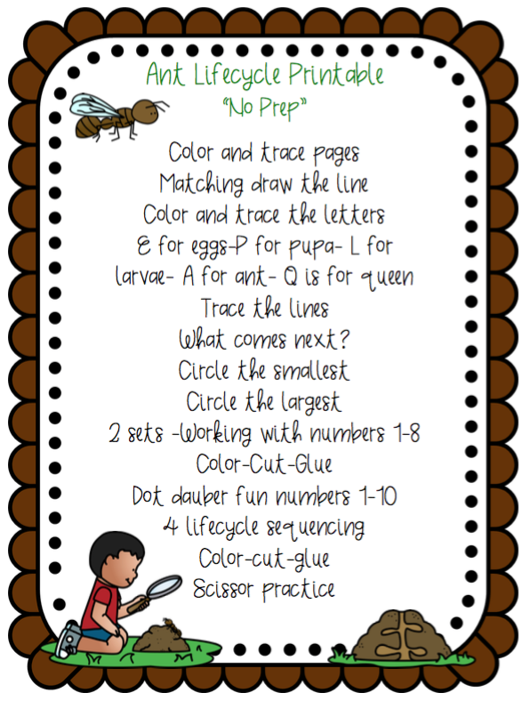 Ant Lifecycle Printable "No Prep" ~ Preschool Printables