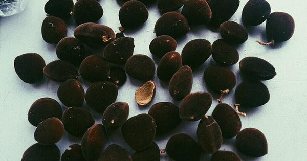 TOZALI: 5 diseases you never knew African Velvet Tamarind (Awin) could ...