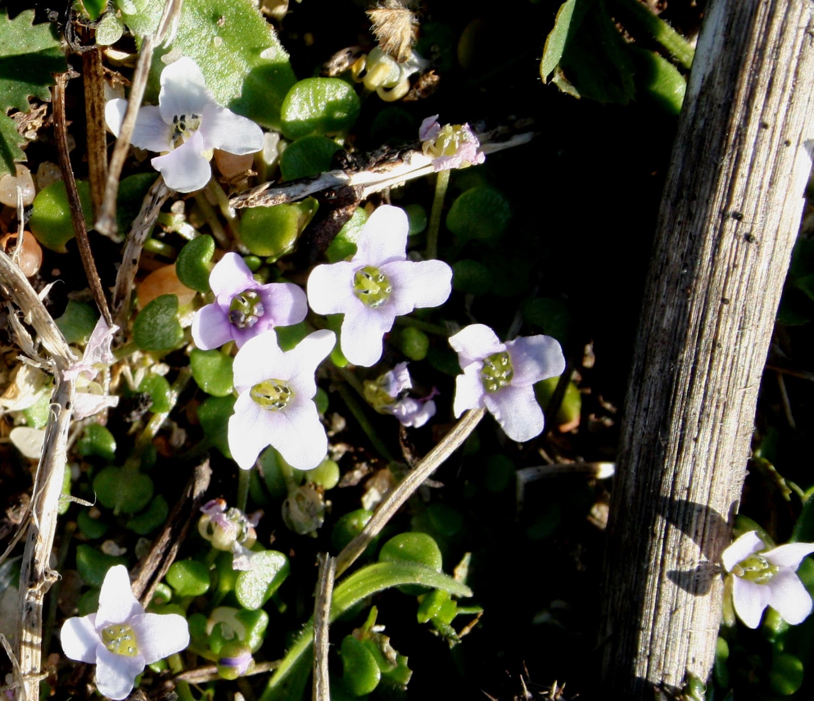 Plantas: Beleza e Diversidade: Cocleária-menor (Jonopsidium acaule)
