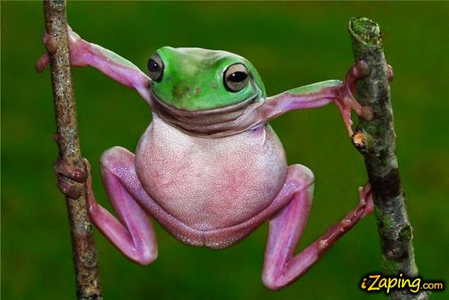 Animal Club: Hola!!! este blog es de ranas,las ranas mas coloridas,mas ...