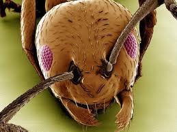 LA BOCA DE LOS INSECTOS | alpa CIENCIAS NATURALES