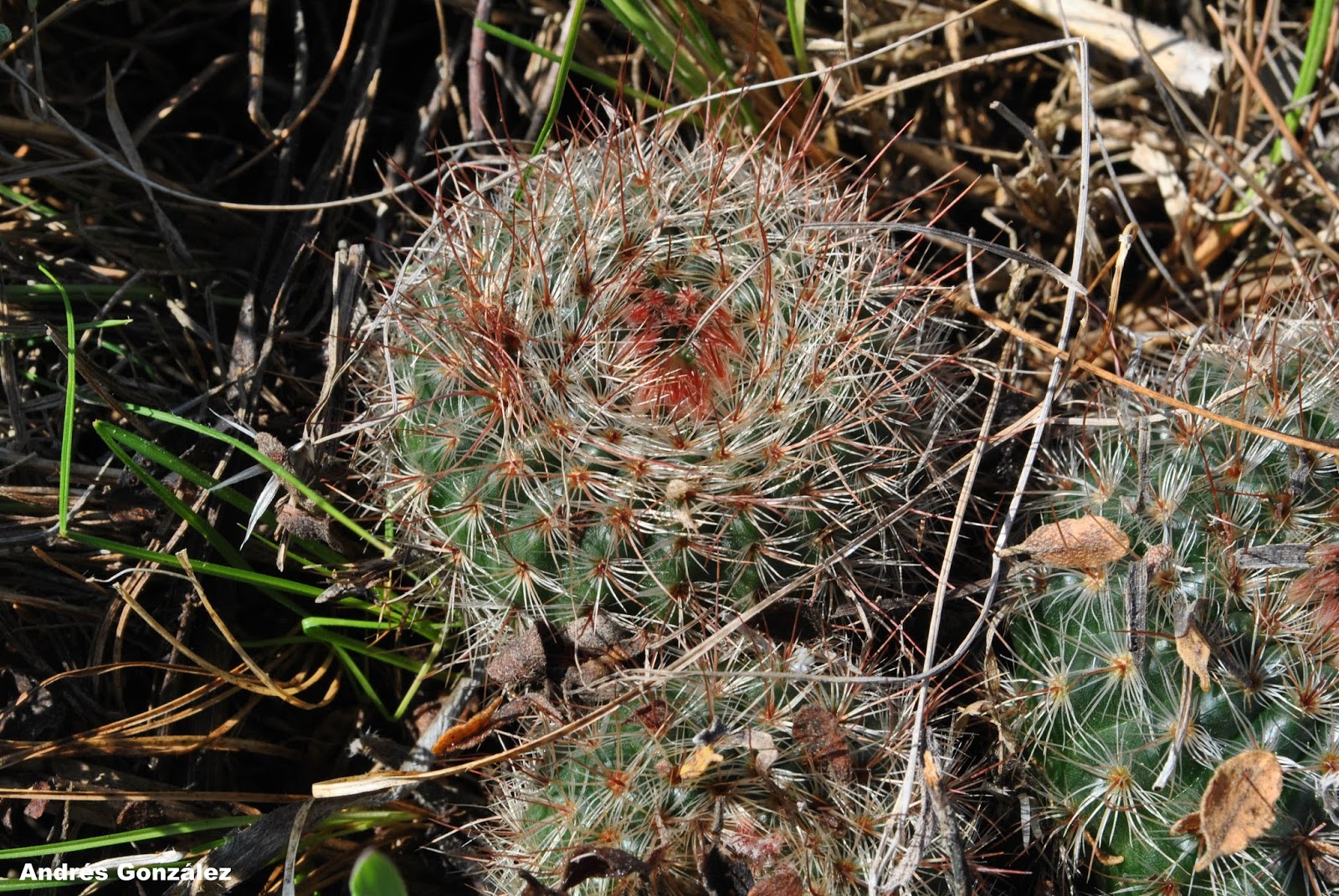 FOTOS DE FLORA NATIVA Y ADVENTICIAS DE URUGUAY : Parodia concinna ...