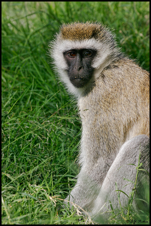Animals pictures: Vervet Monkey