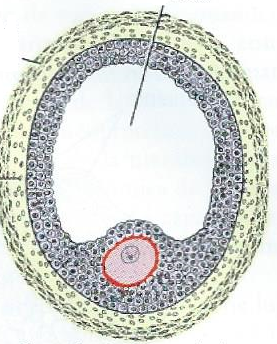Embriología: OVOGÉNESIS