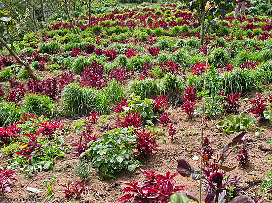 Plantas Medicinales 2016: ESCANCEL