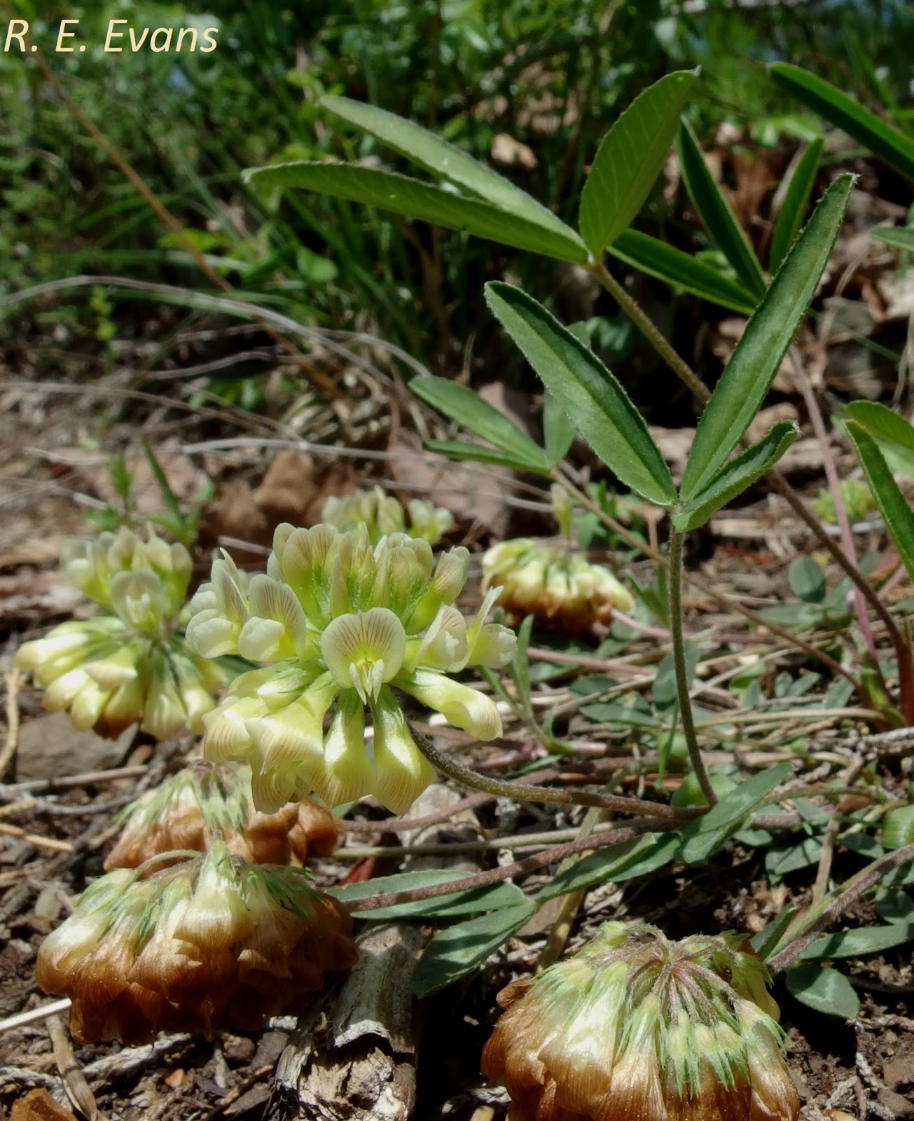 NC Plant Conservation & Beyond: A most marked new plant & reverse ...