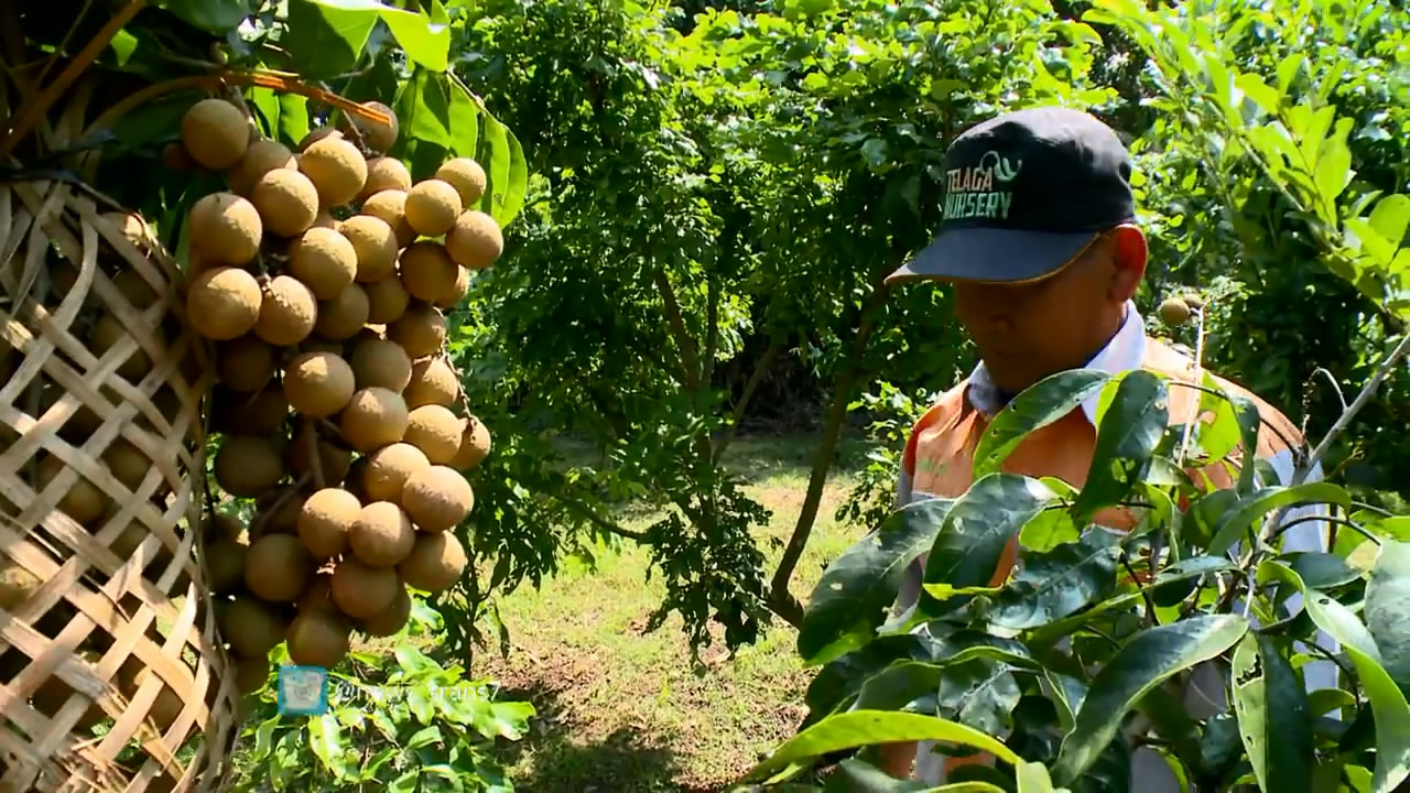 CARA PRAKTIS BUDIDAYA LENGKENG CEPAT BERBUAH 300 - 600 KG PERPOHON ...