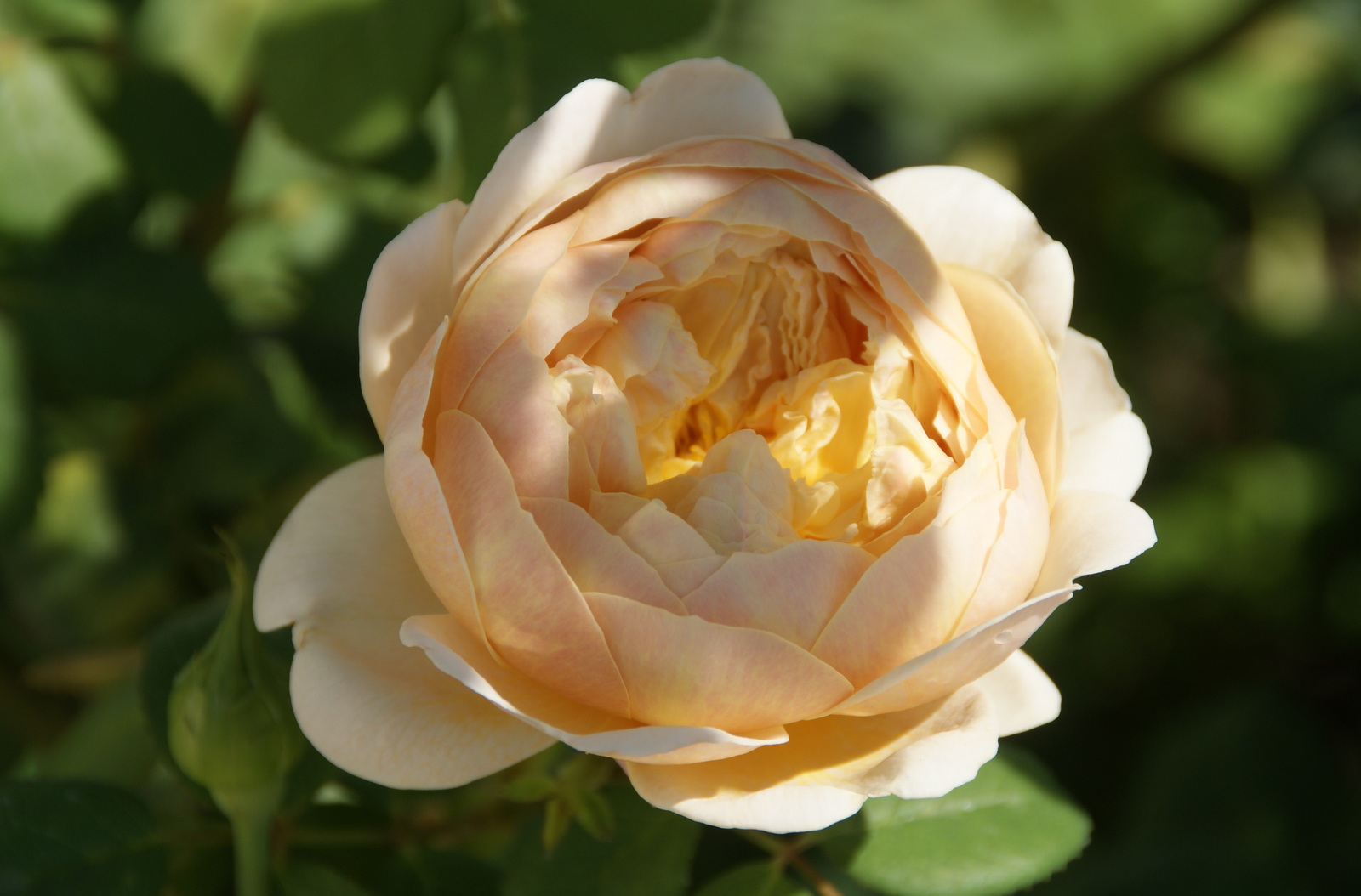 Organic Garden Dreams: July Roses