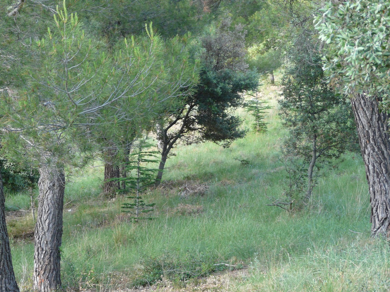 Une forêt en Provence: Jardiner en forêt