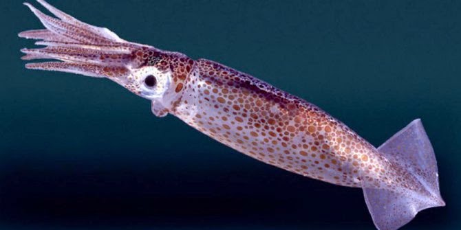 Cumi-Cumi, Hewan Laut Bergizi Tinggi | Prast Online