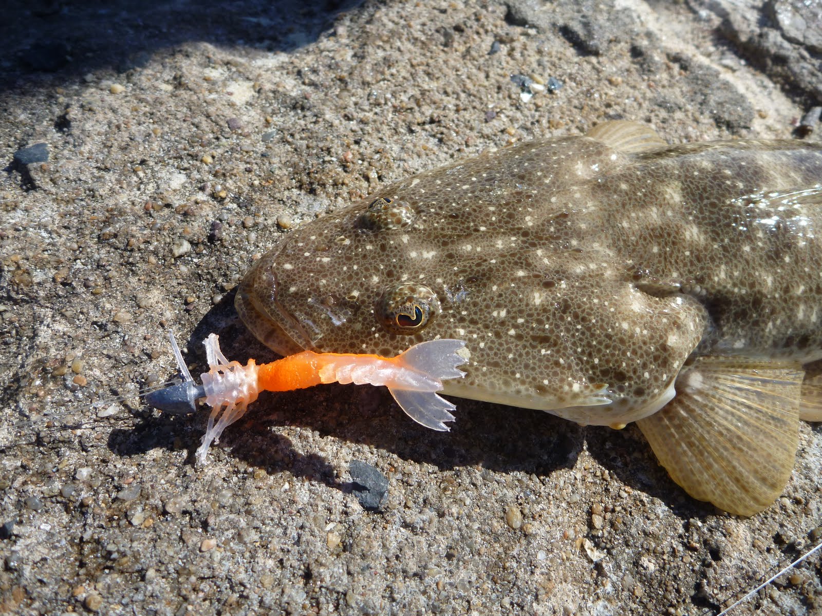 On The Bite!: Tested: Storm Wild-Eye Twitching Nipper