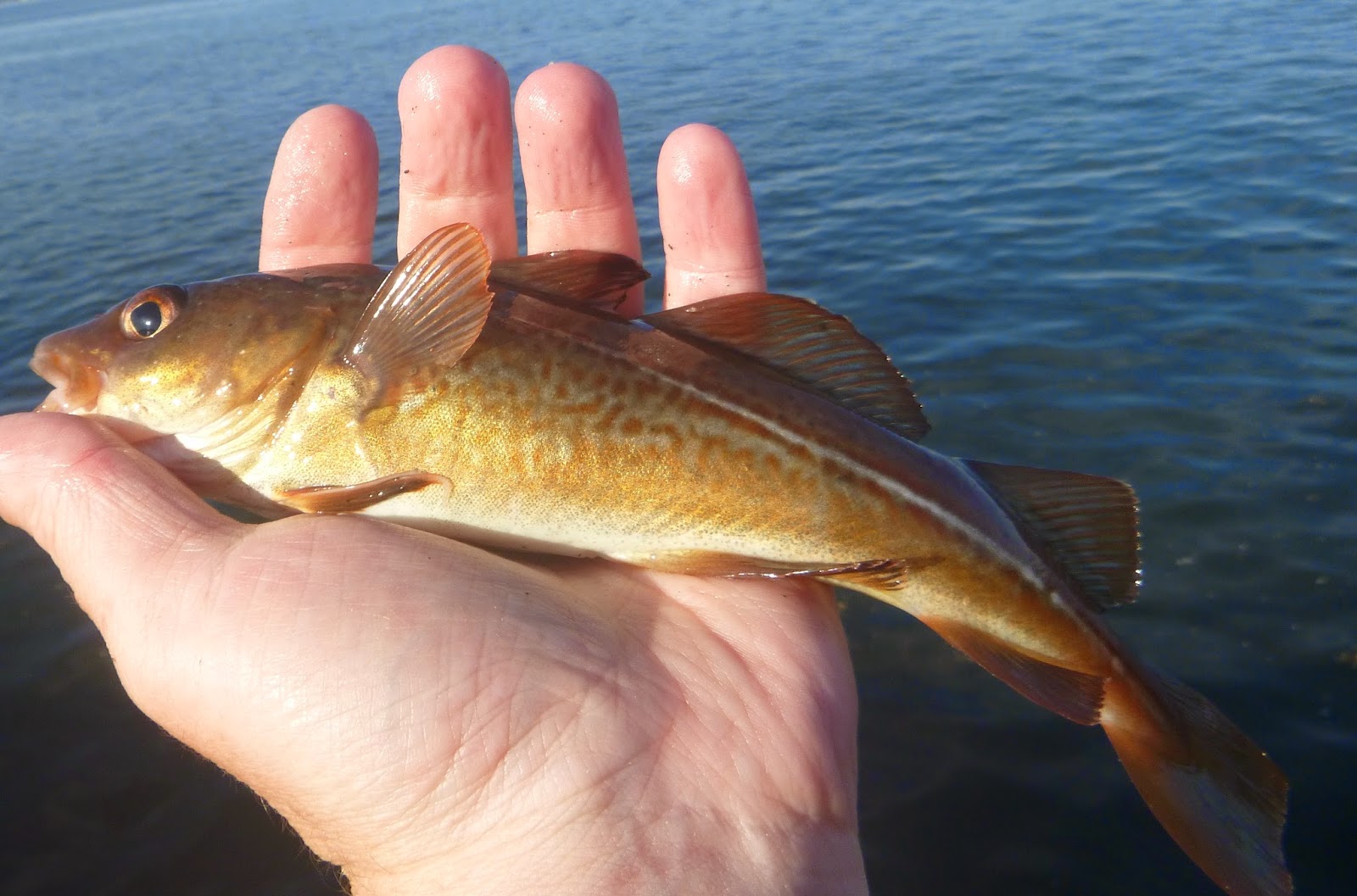 Tide Lines Martin's fishing blog: Dont sweat the small stuff