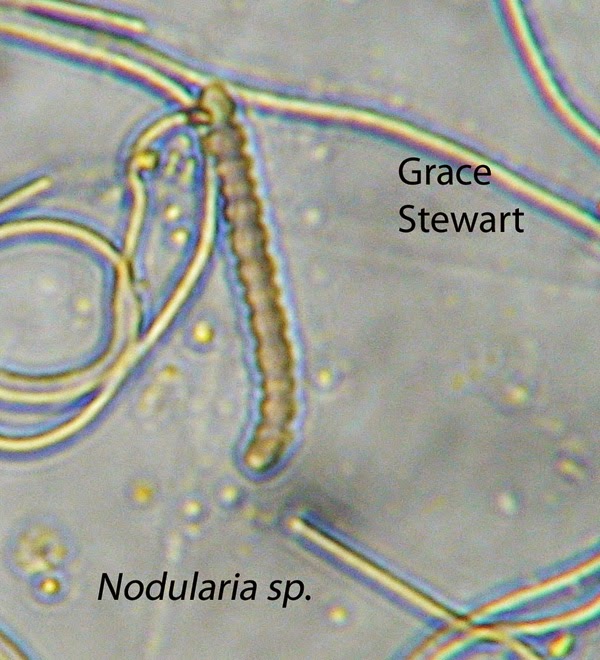 A Botany Student's Studies: Last Post