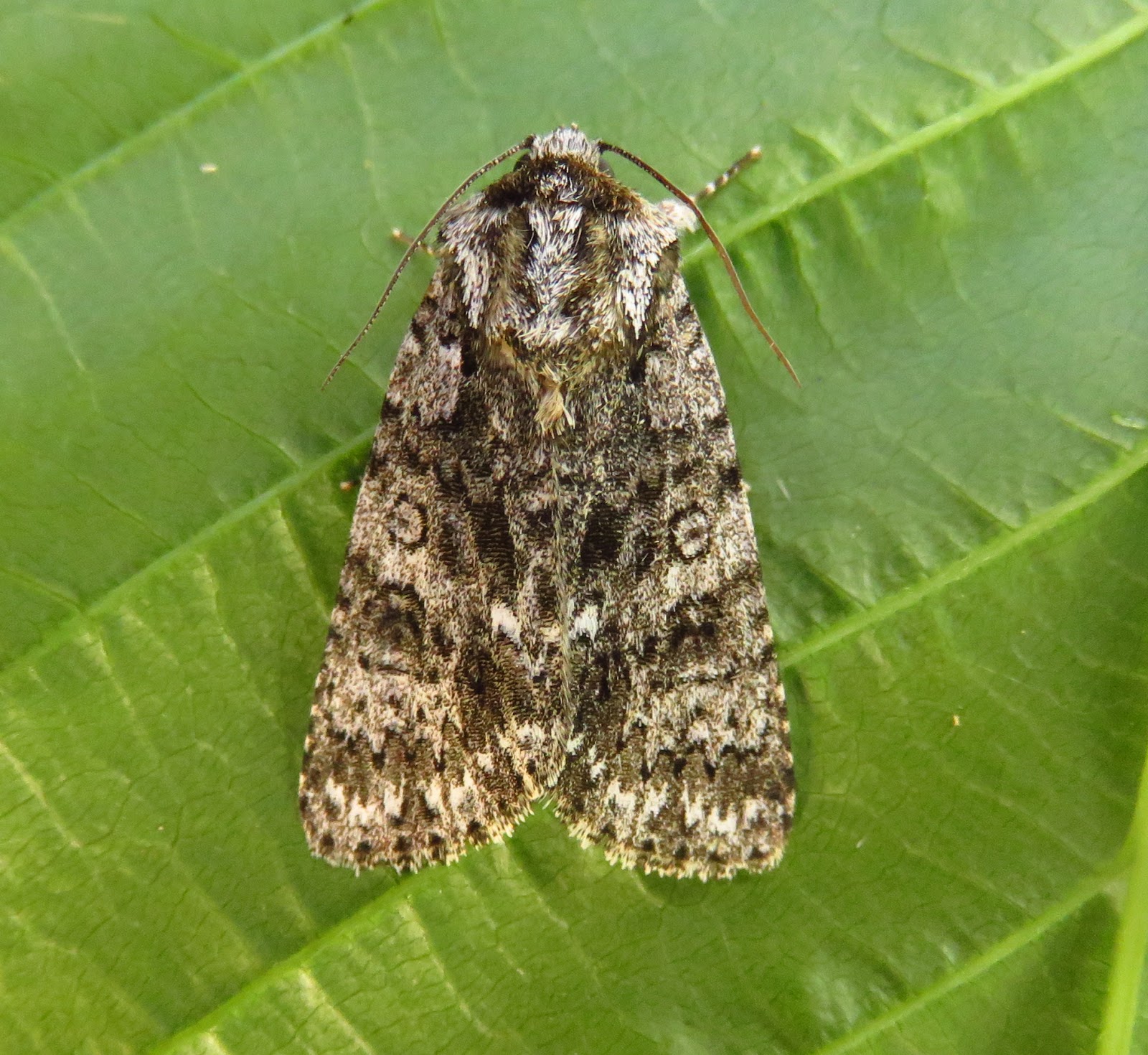 MERSEA WILDLIFE: MAY MOTHS