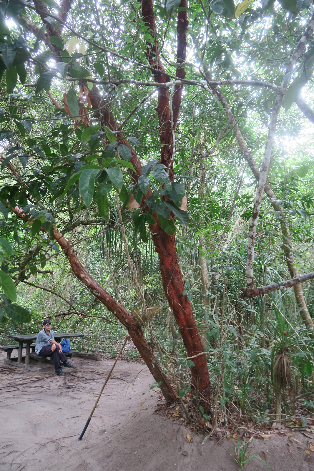 Here, There and an Attempt on Everywhere: Turtles, Monkeys and the ...