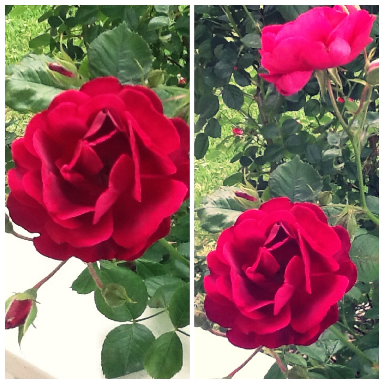 This Little House of Mine: Our Rose Bush