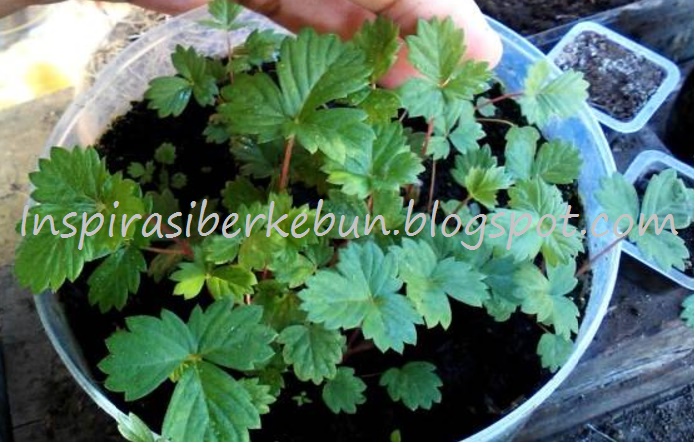 Cara Menanam Strawberry dari Biji - Inspirasi Berkebun