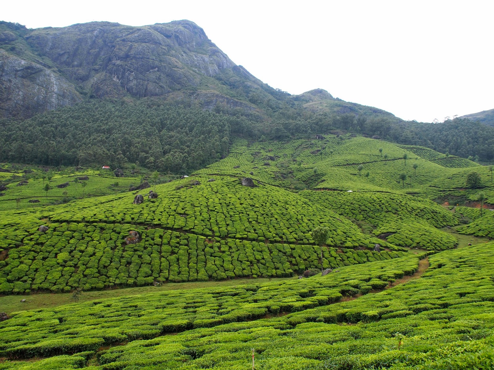 Balade à vélo: Inde Munnar
