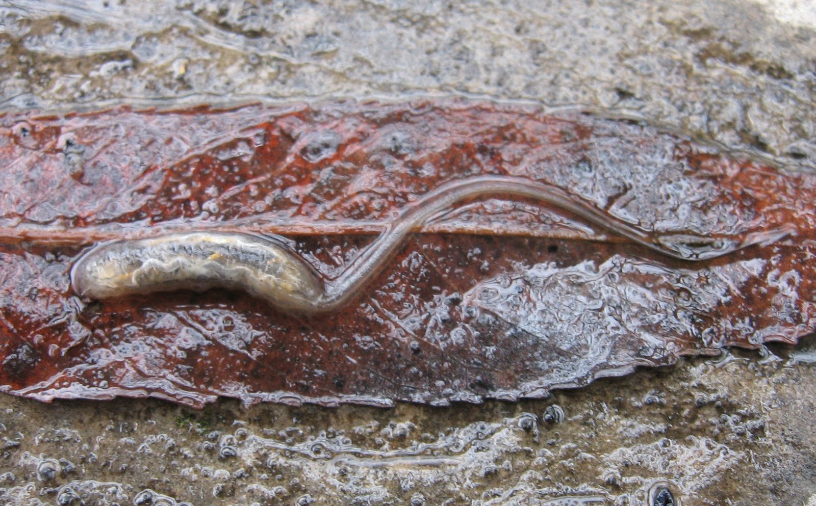 Giant Water Bug Larvae