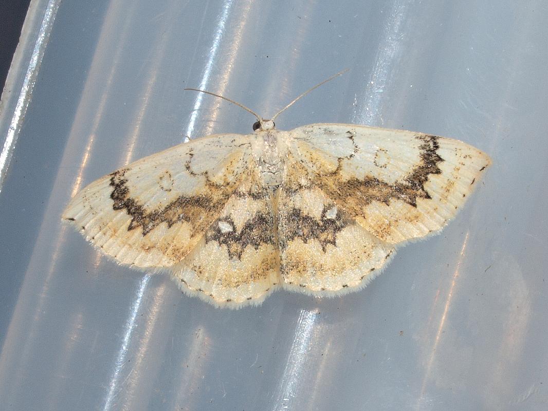 Glamorgan Moth Recording Group: June 2013