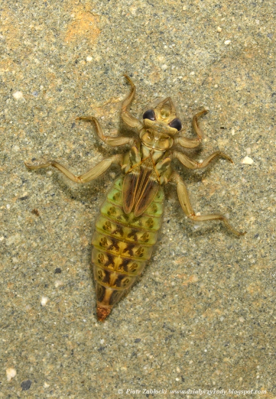 Libellules de France et dAilleurs - DRAGONFLY WORLD: The river clubtail ...