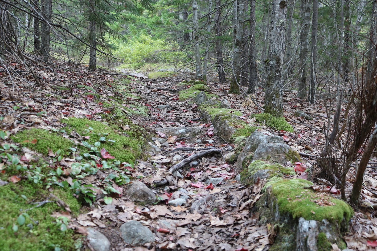 ABANDONED TRAILS OF ACADIA NATIONAL PARK: WITCH HOLE POND TRAIL