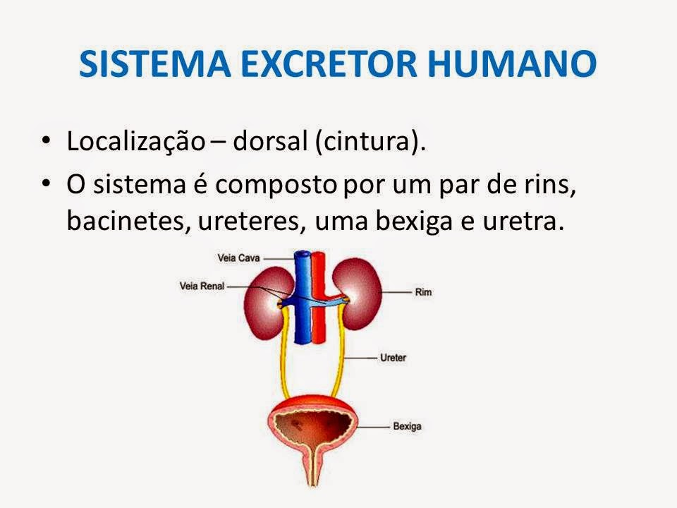 BIOLOGIA COM A PROFESSORA EDILENE: SISTEMA EXCRETOR