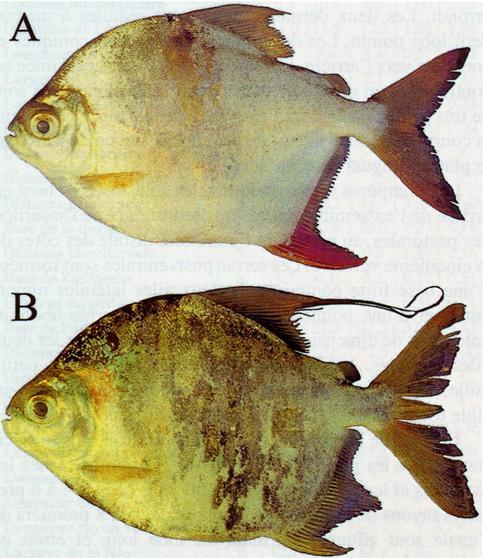 阿比的Blog: 2011-09-15 Myleus setiger