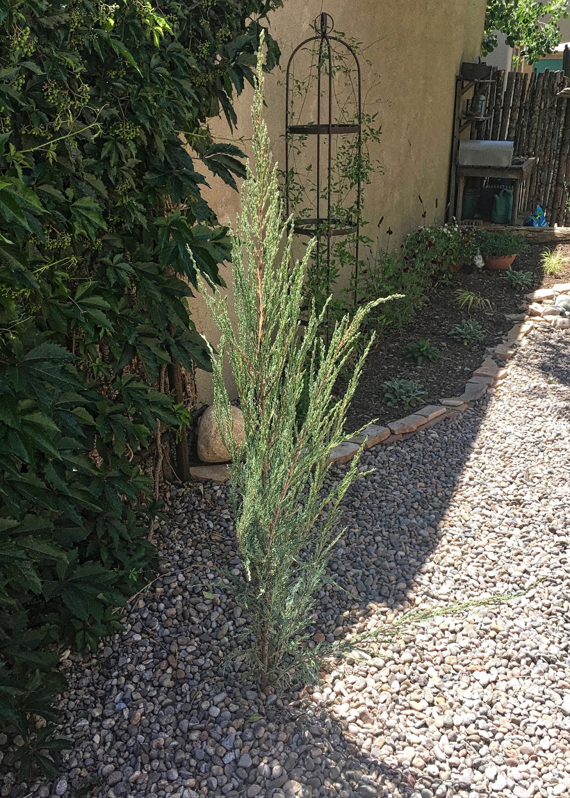 The Plants at Walking Rain: Juniper / Juniperus scopulorum