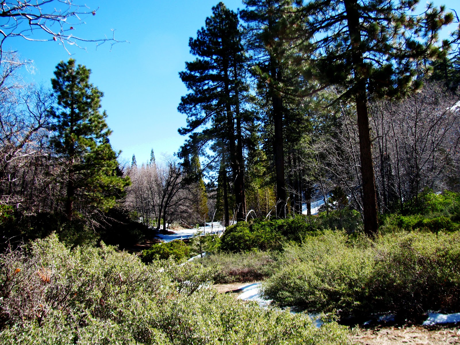 Journey to the Penny Pines Plantation - The Hungry Mountaineer