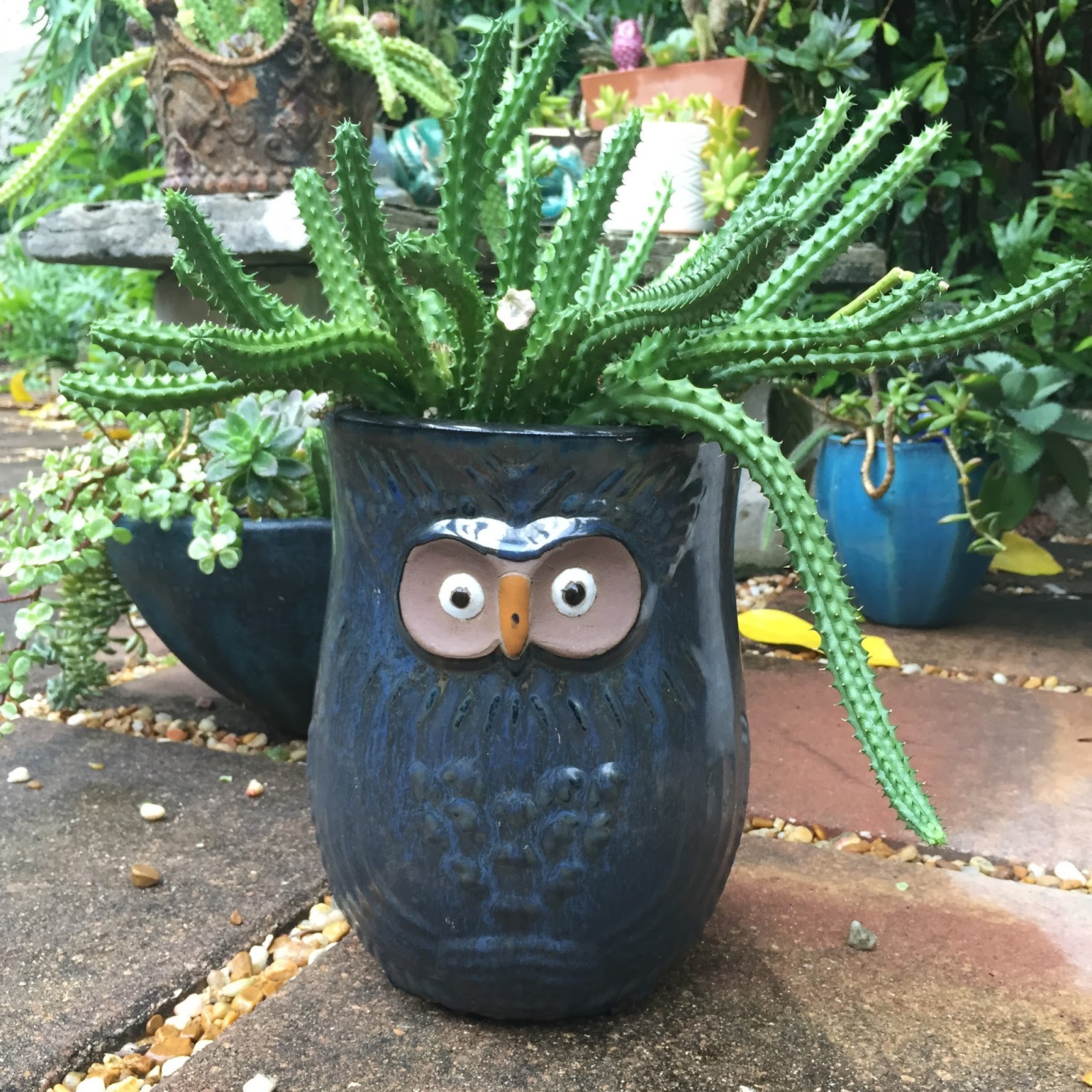 How to Grow and Care for Huernia Succulents