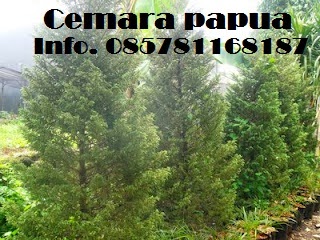 Cemara papua dan bibit pohon cemara papua beserta gambar | Tukang Taman