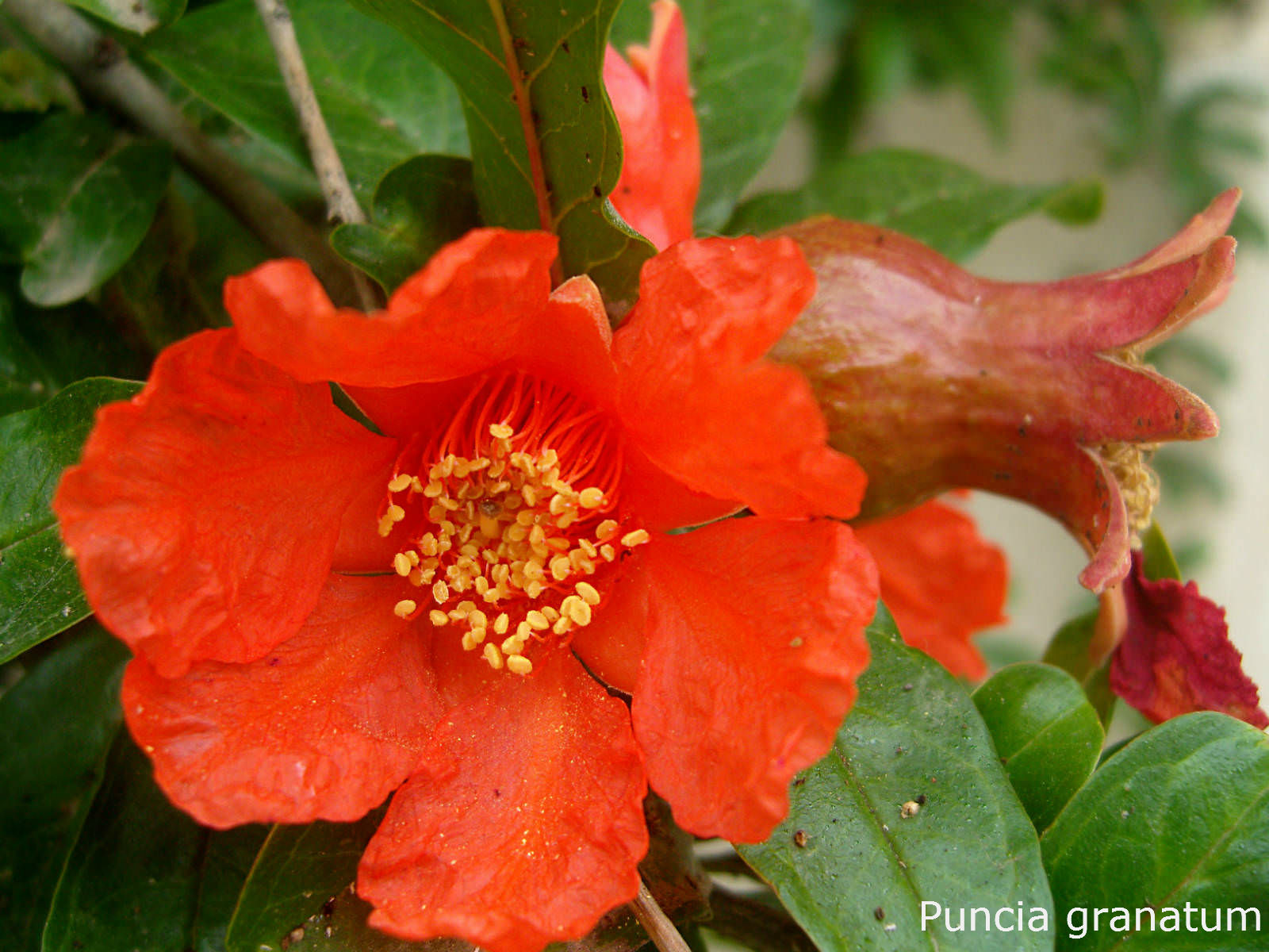 Herbal plants of Sri Lanka: Flowers that heal