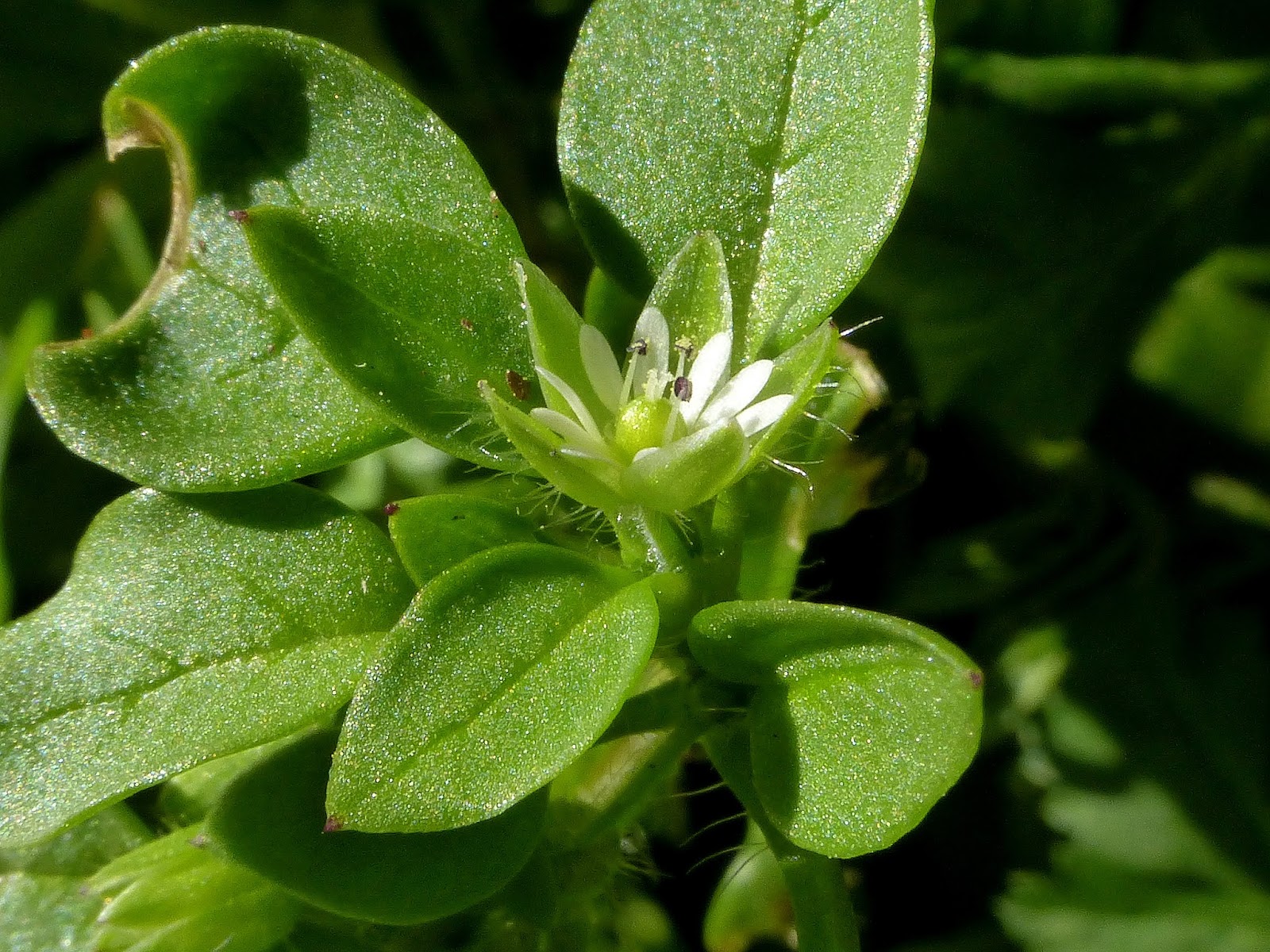 rocayflor: Stellaria media.