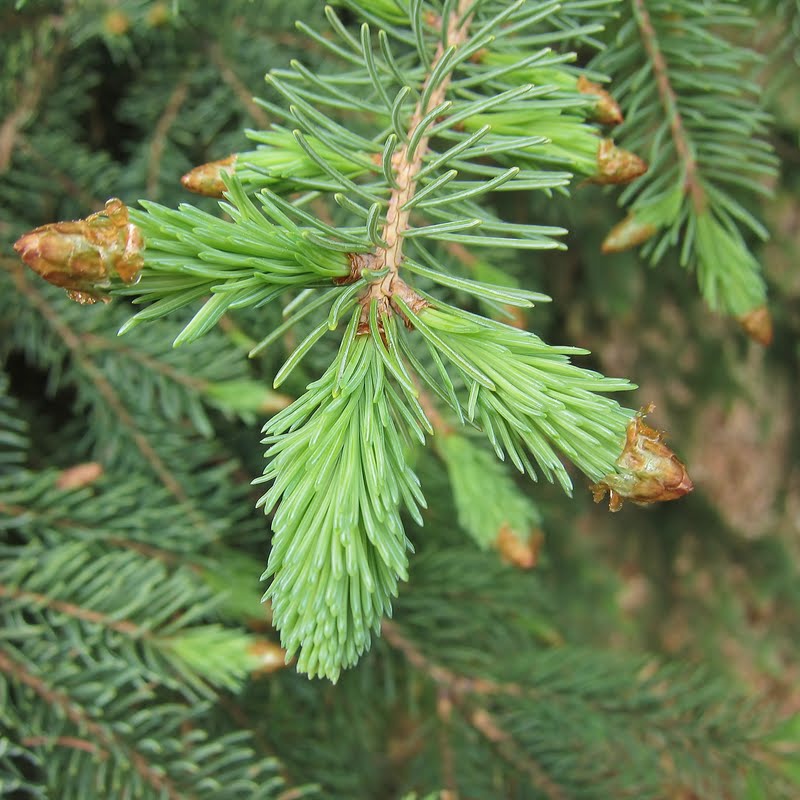 Arctic Garden Studio: Spruce Tip and Rose Petal Shortbread