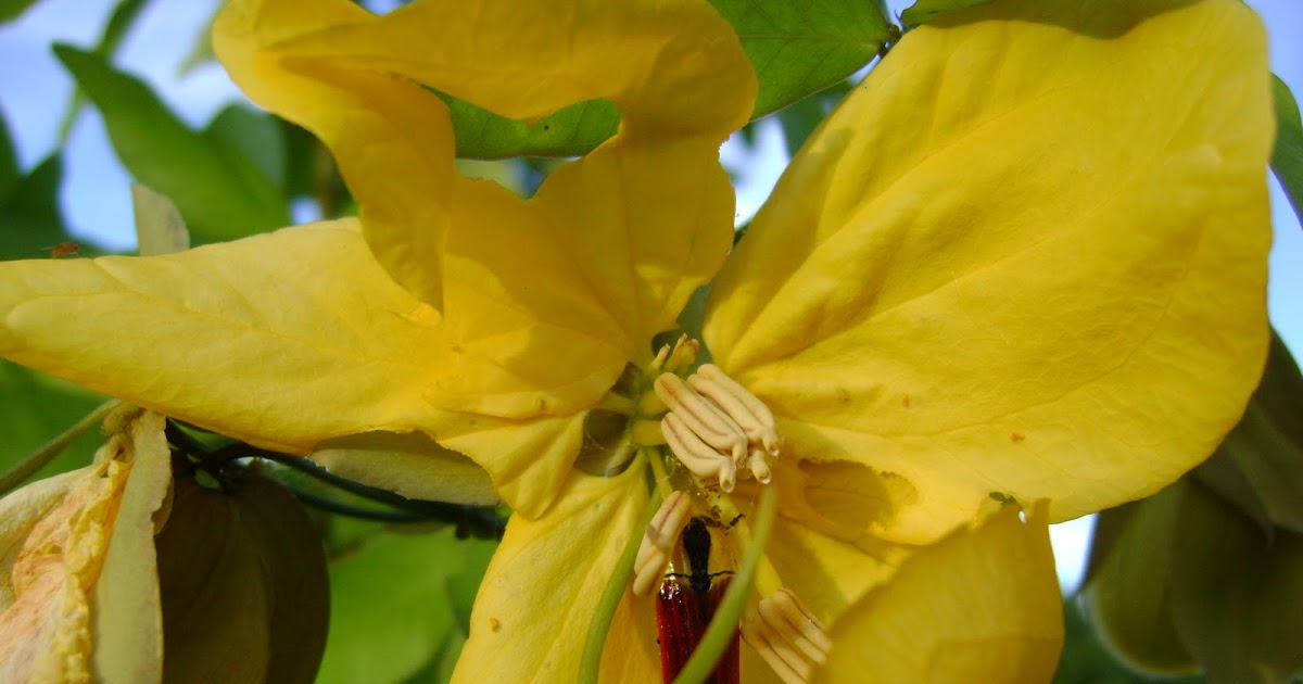 Fabaceae - Leguminosae no Brasil: Fabaceae - Senna splendida (Vogel) H ...