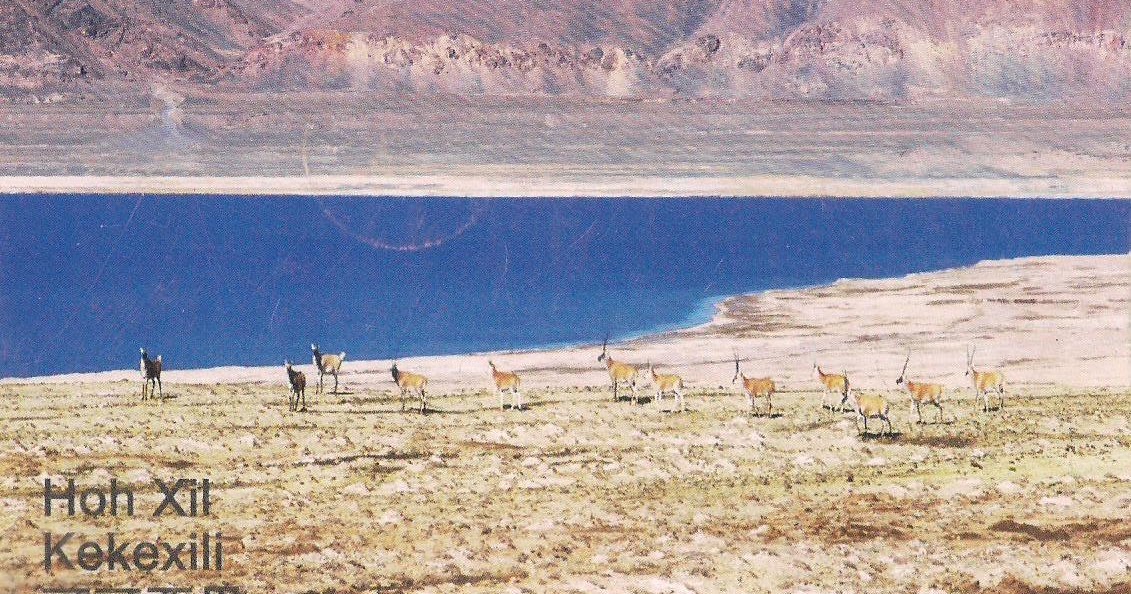 MY UNESCO WHS POSTCARDS COLLECTION: CHINA - Qinghai Hoh Xil