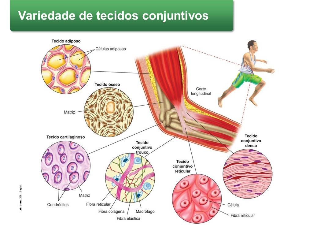 O Que é Tecido Fibroso - FDPLEARN