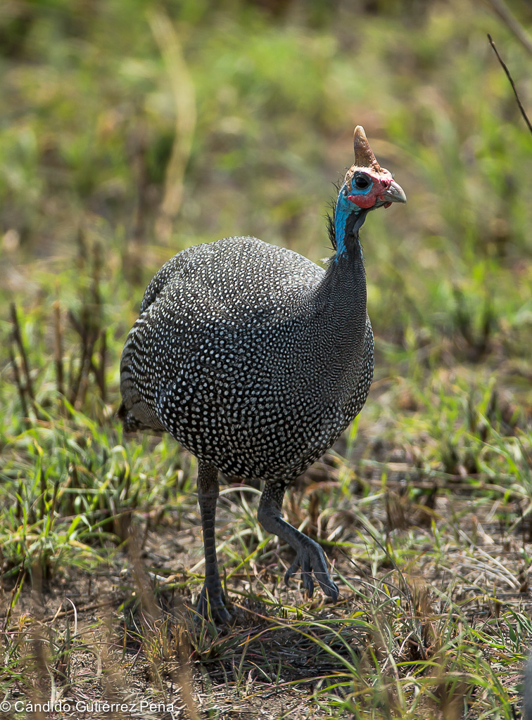 PINTADA COMUN - Numida Meleagris | Observatorio de la Naturaleza