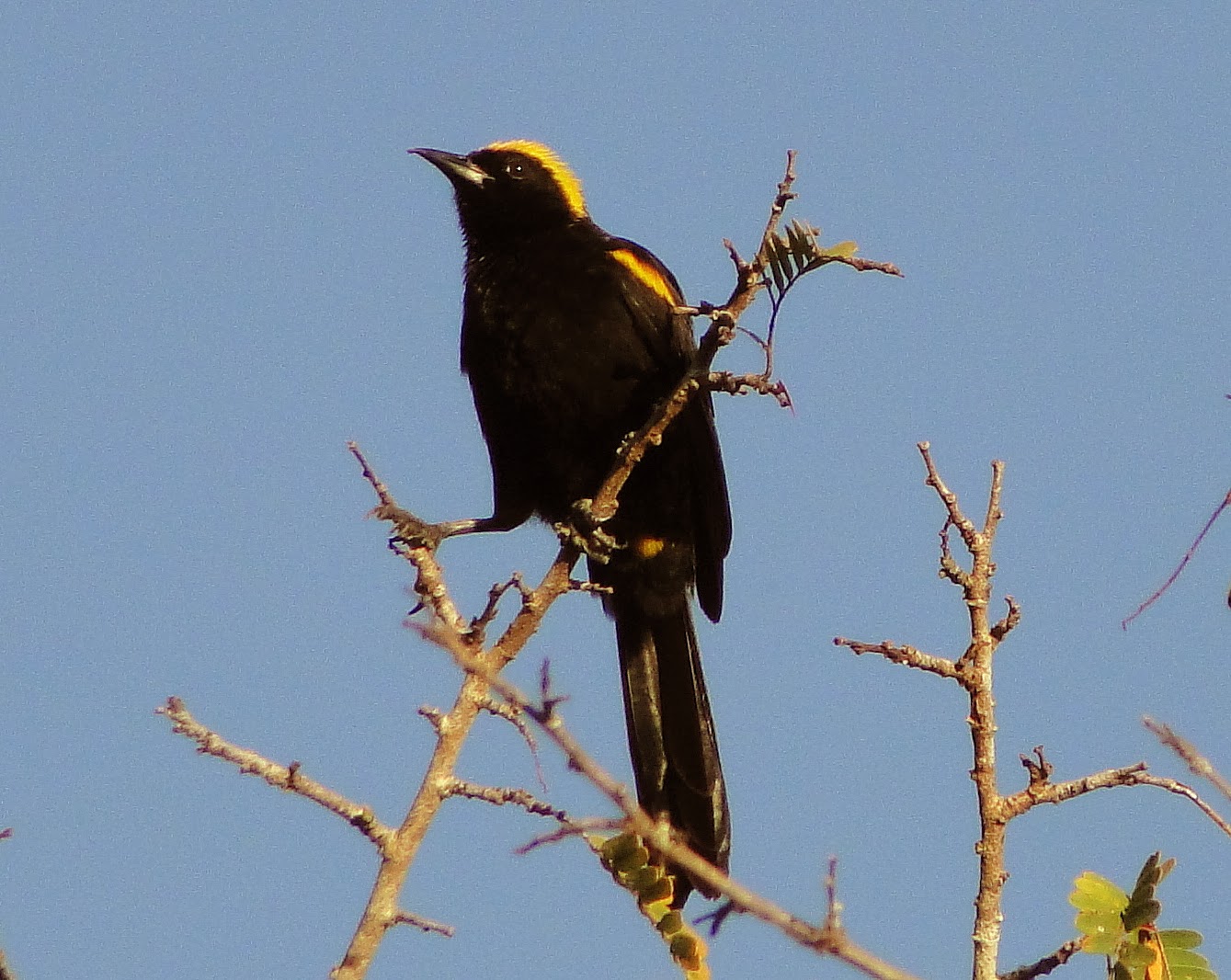 Aves de Venezuela con Historias