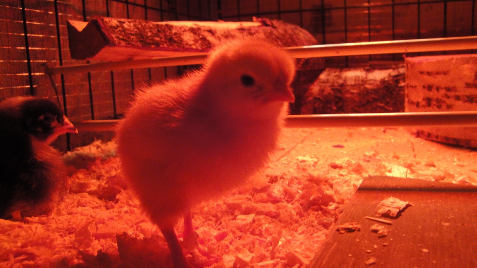 Six Chicks & A Golden