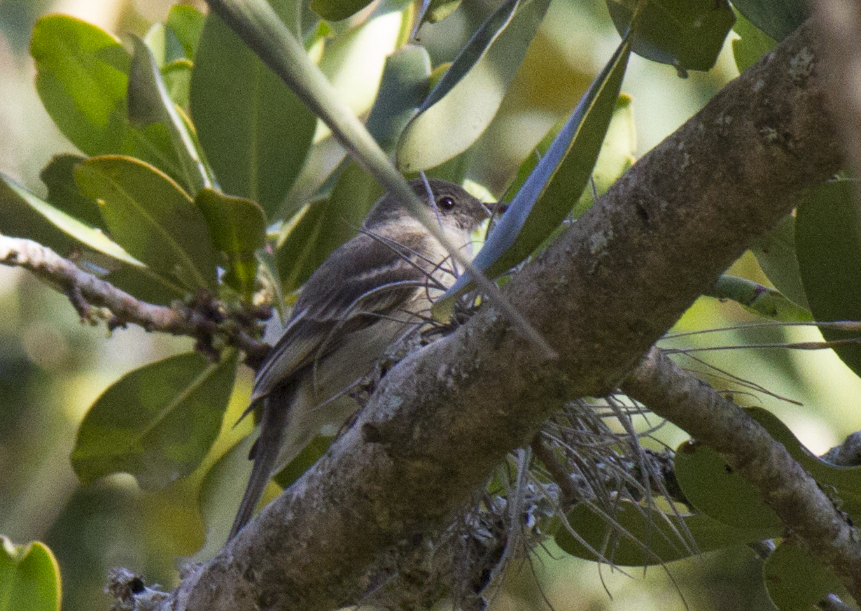 Avistamientos de Aves en Silvanìa (Cundinamarca - Colombia)