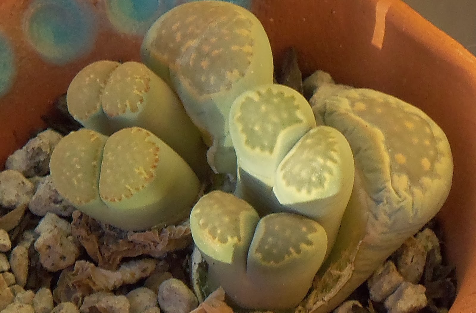 My Life Among the Lithops (and Other Strange Plants): Basic Lithops ...