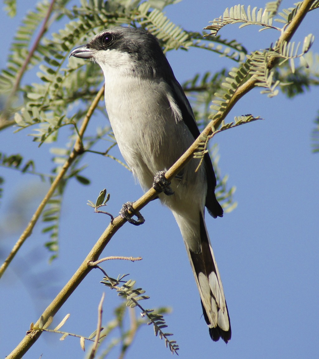 Butler's Birds: Loggerhead Shrike