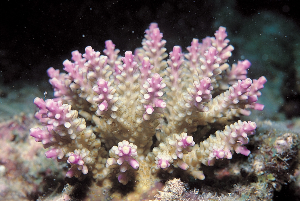 DESKRIPSI DAN KLASIFIKASI SPESIES Acropora cerealis DAN Cypraea tigris ...