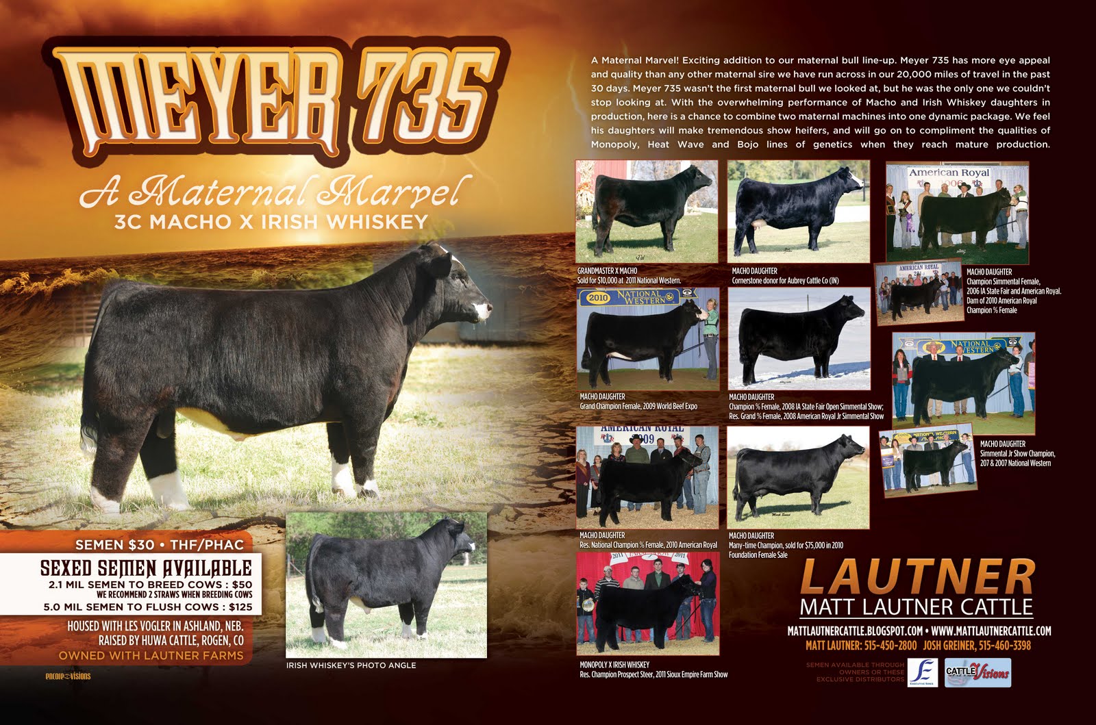 Our Two Simmental Maternal Breeding Options | Matt Lautner Cattle